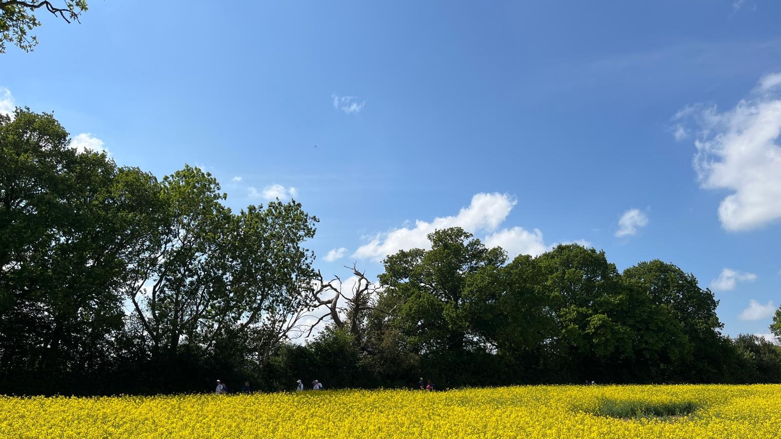 MWealth are doing the Great Big Walk for Herts 2025